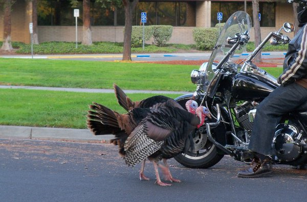 HAPPY THANKSGIVING!!! | I JUST WANT 2 RIDE!!