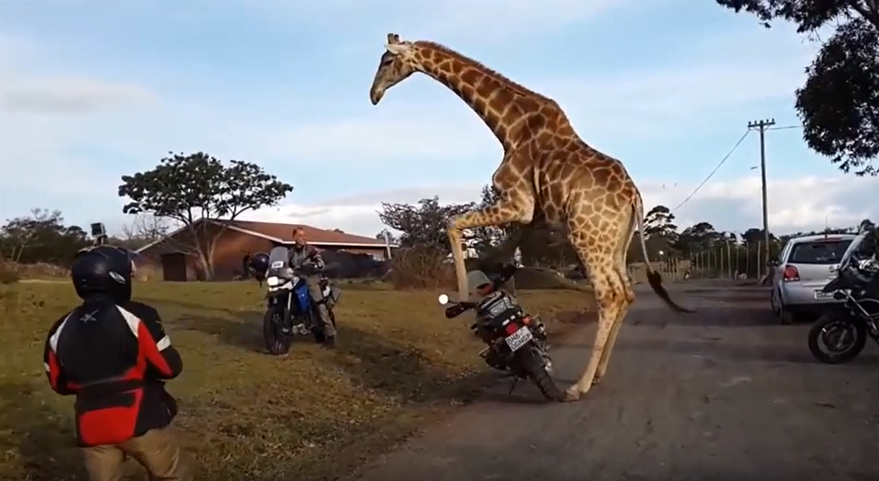 Giraffe riding a motorcycle! LOL | I JUST WANT 2 RIDE!!